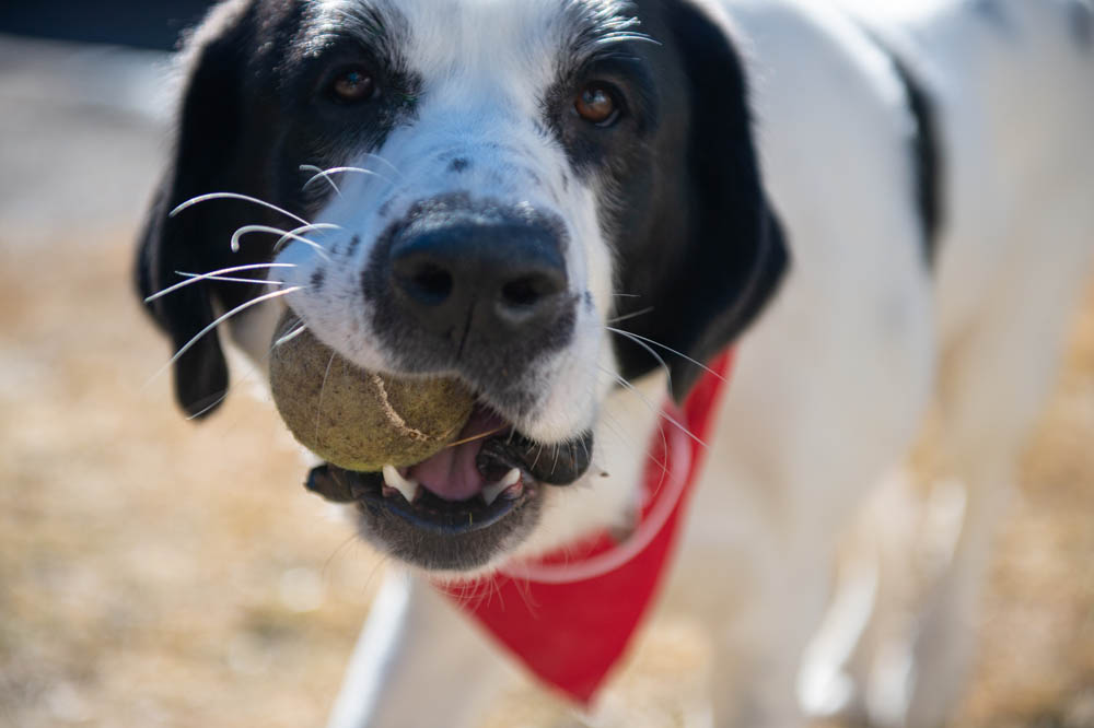 Juneteenth Festival – Goodheart Animal Health Centers