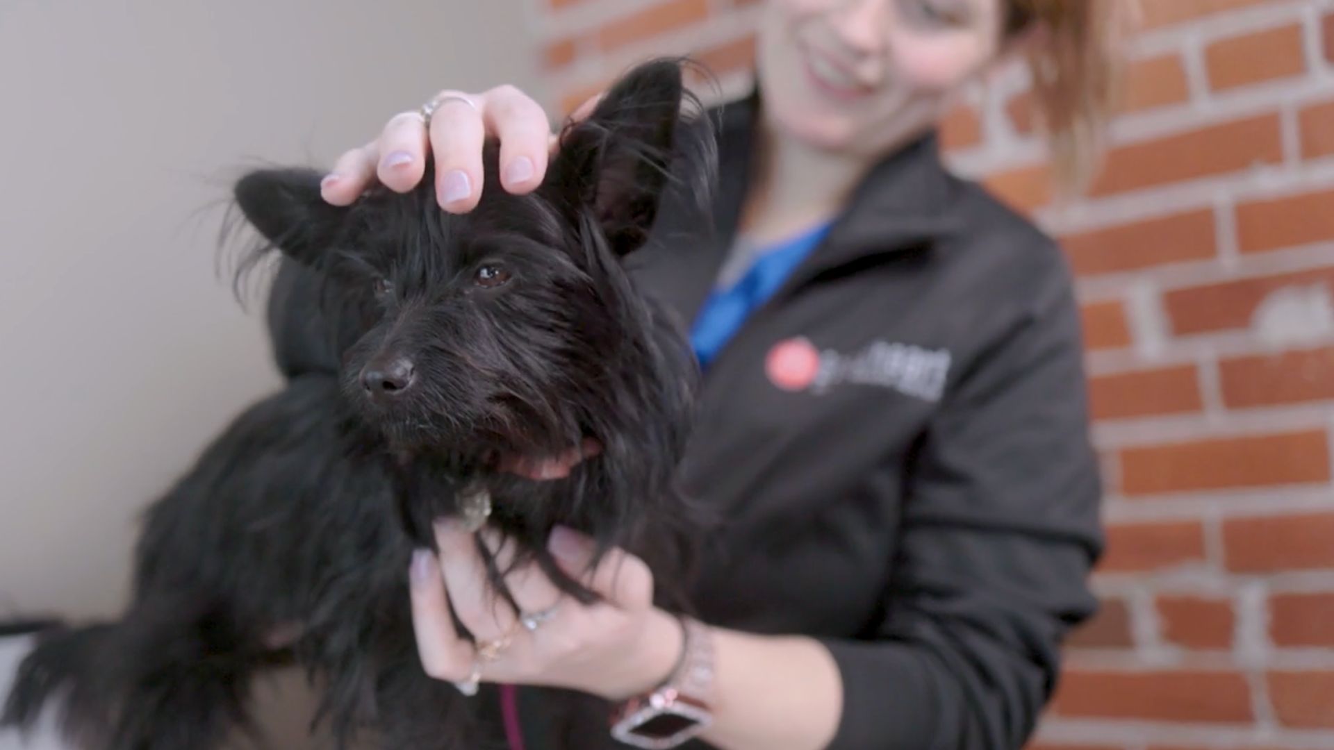 Dog Not Eating? Here’s What You Need To Know – Goodheart Animal Health ...