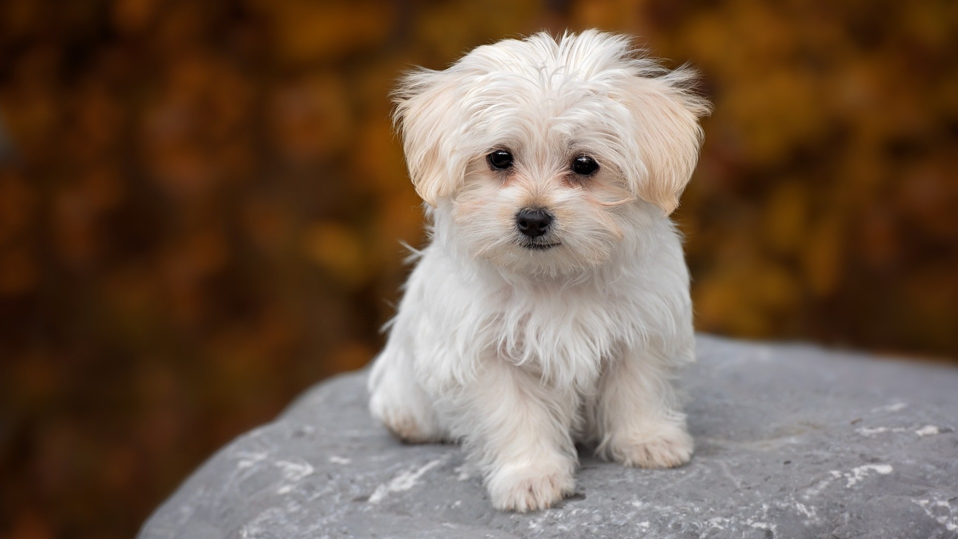 Protect Your Puppy From Canine Parvovirus – Goodheart Animal Health Centers